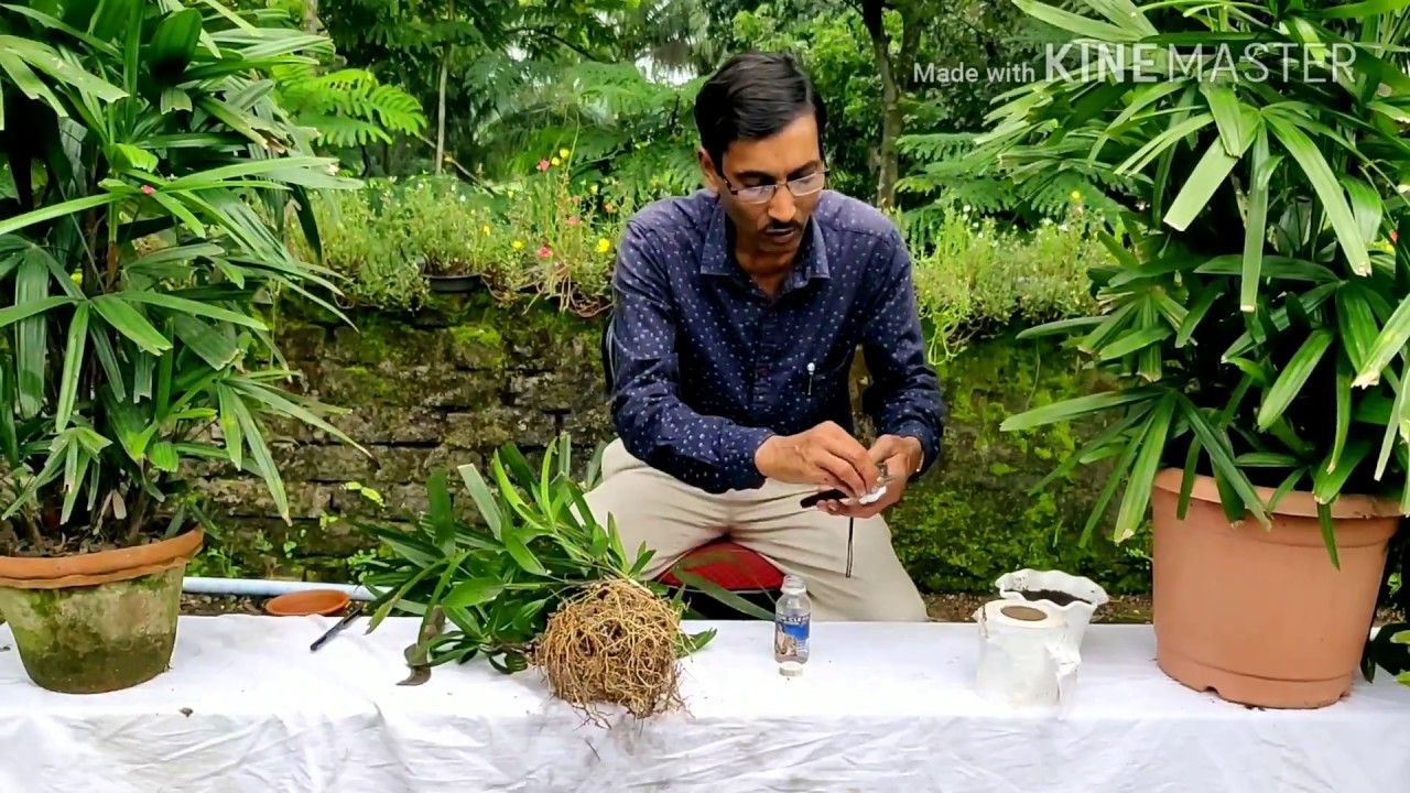 How to Propagate Rabish Palm or Rhapis Palm like a Nursery. – Gardening ...