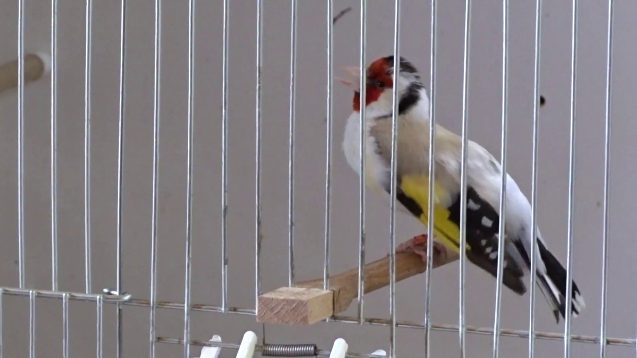 Szczygły syberyjskie- Carduelis major - YouTube