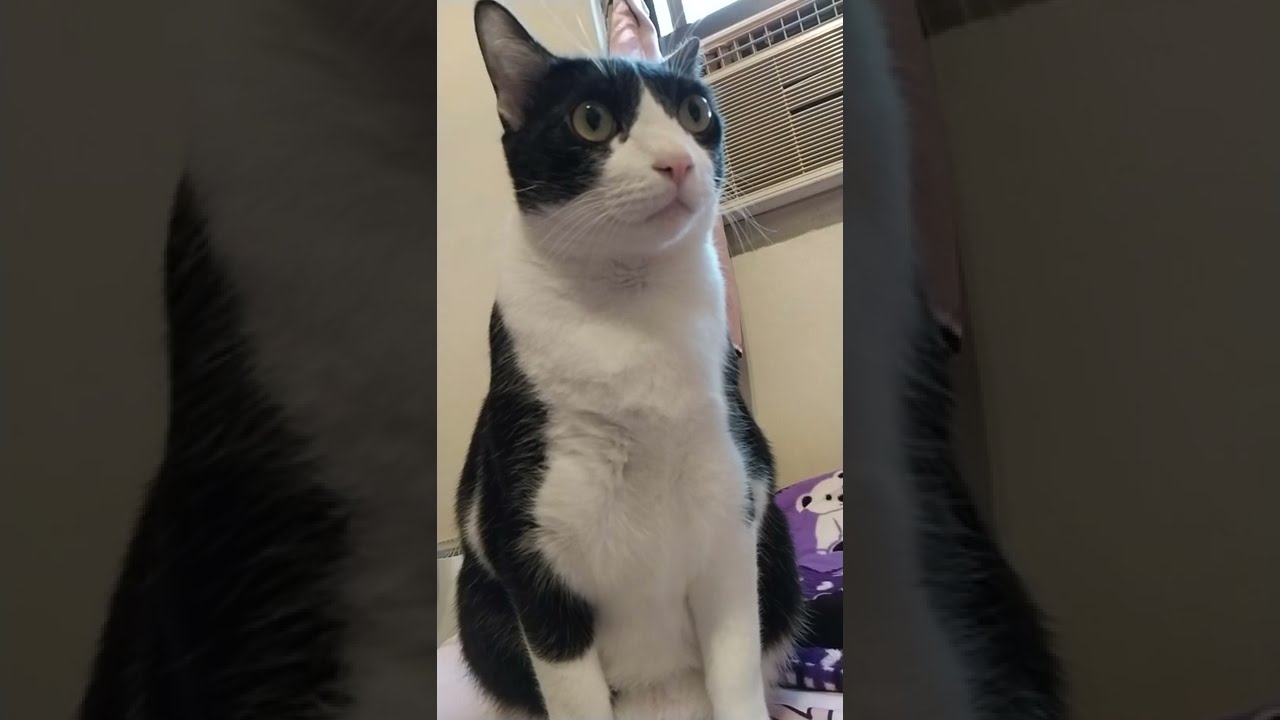 2021-12-14 二把手小白臉 Second-in-command little white face - YouTube