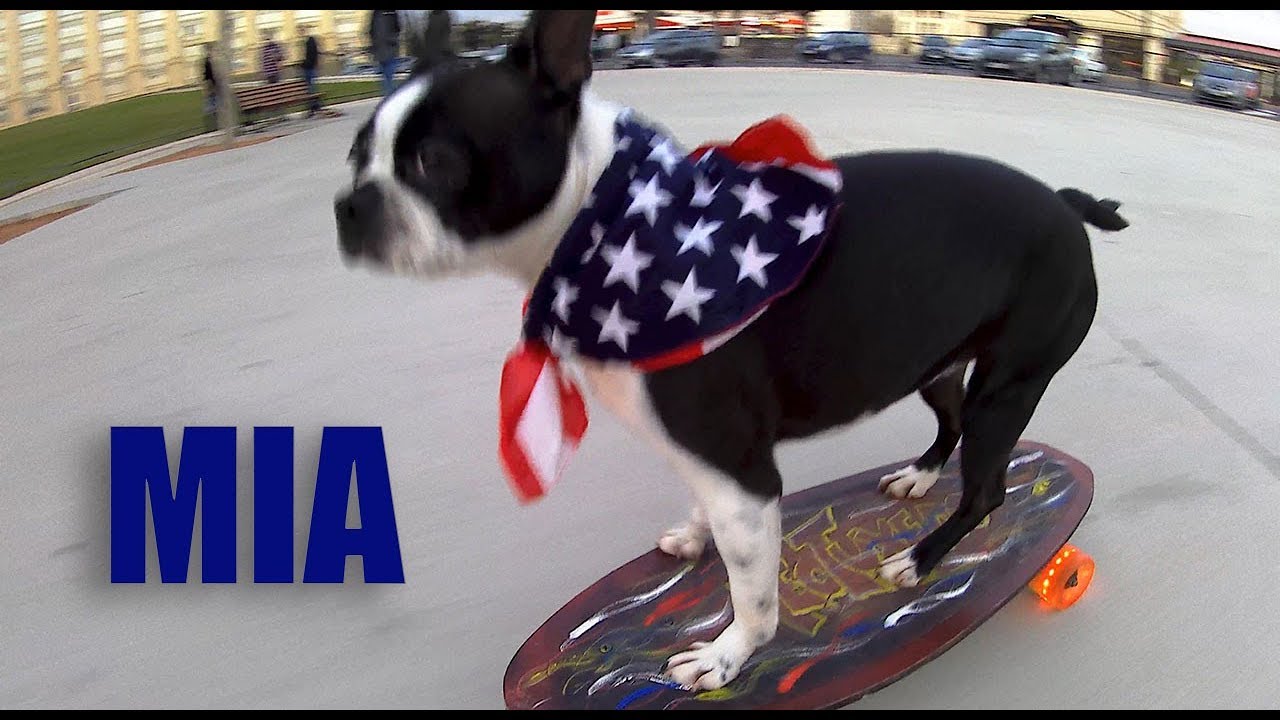 Amazing skateboarding Boston Terrier Mia - YouTube