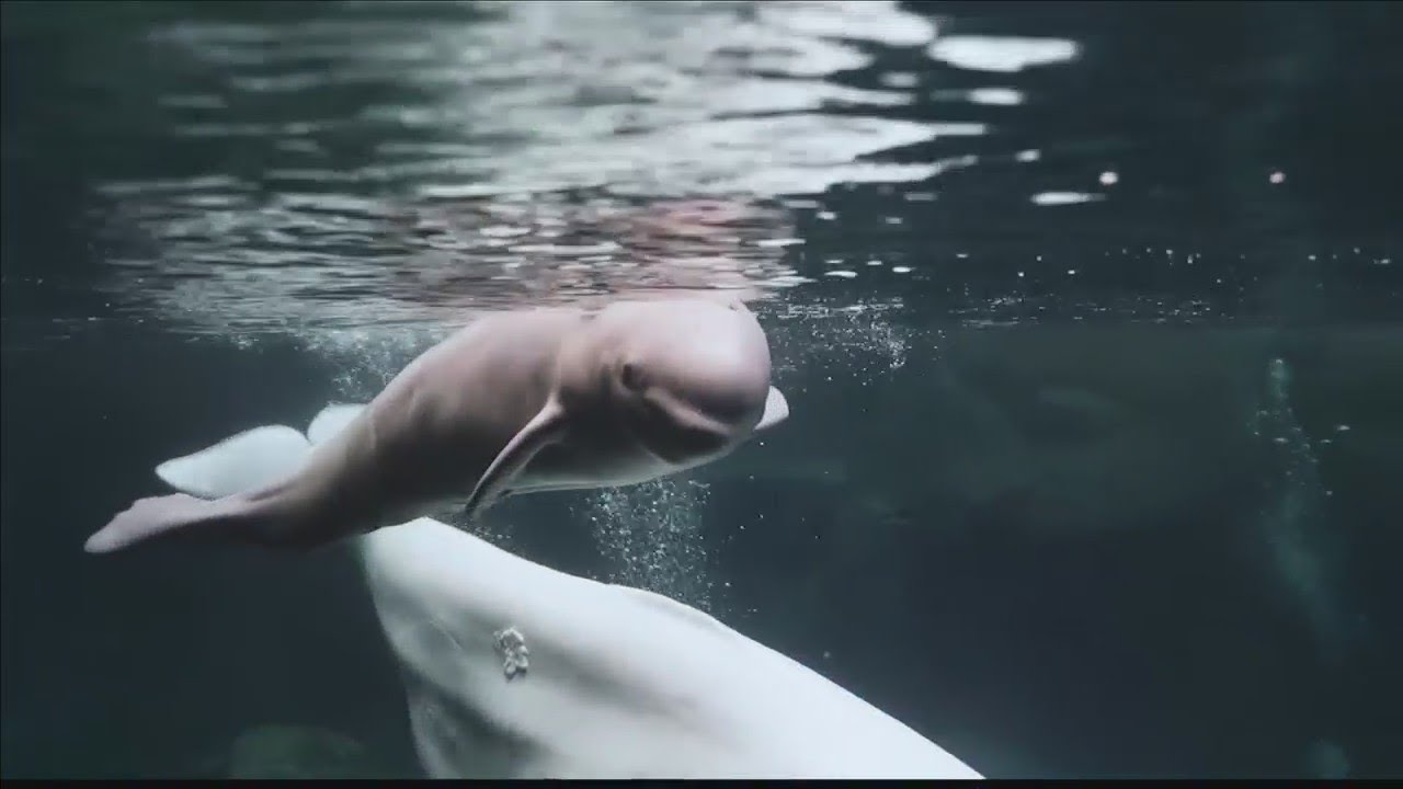 Baby beluga born at Georgia aquarium - YouTube