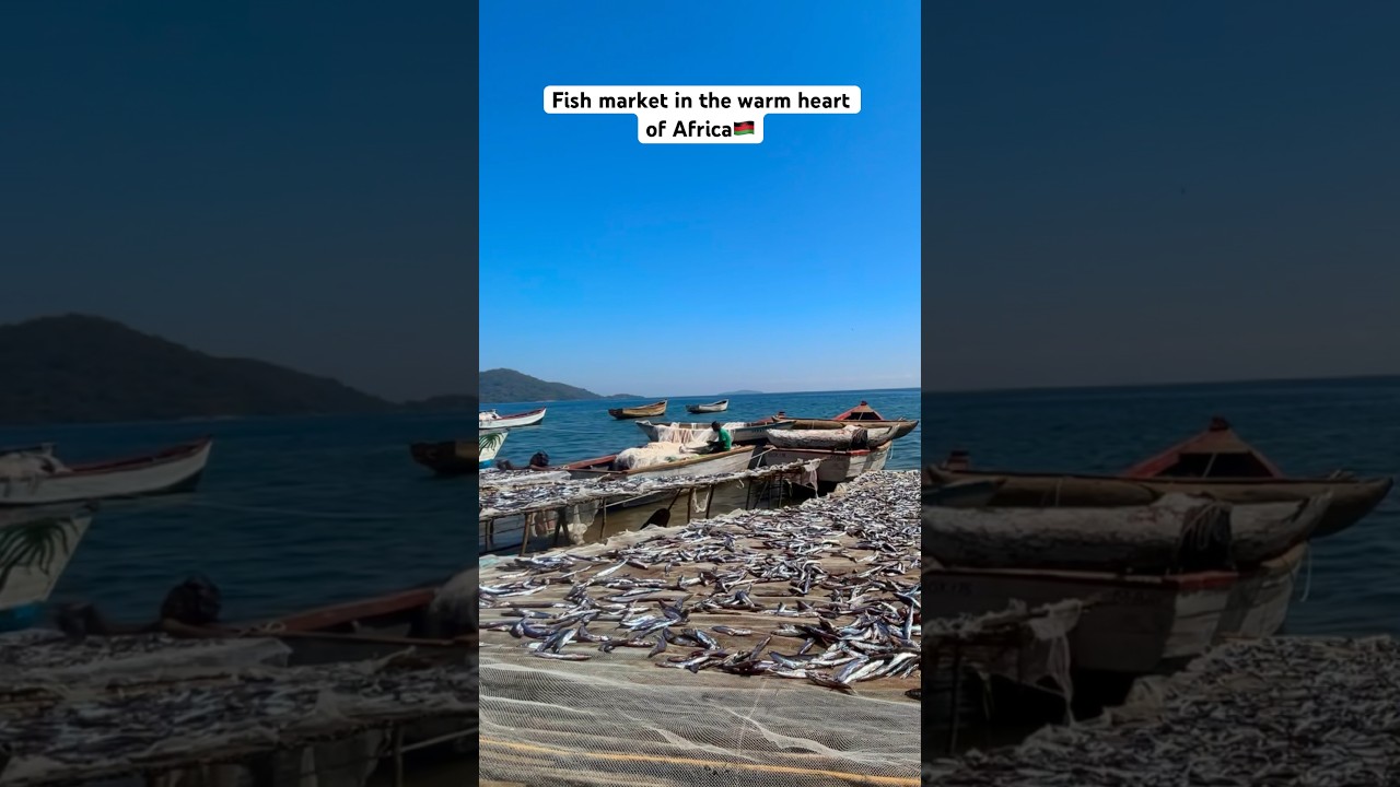 Fish Market in Cape Maclear, Malawi 🇲🇼 | fish preservation | African ...