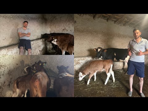 ANGUS DANA ALDIK/MELEZ BUZAĞIMIZIN GELİŞİMİ/MELEZLEMEDE EN KARLI IRK/PARA KAZANDIRAN HAYVANCILIK