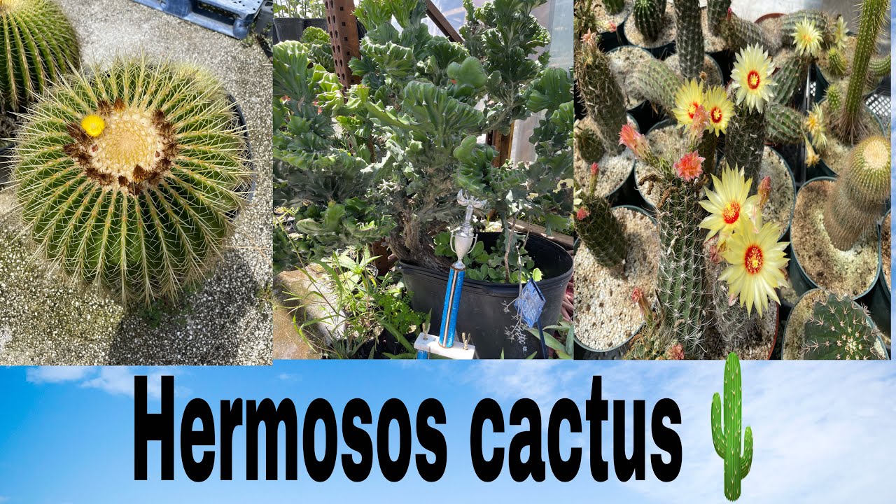 Cactus muchos cactus|jardineria y mas - YouTube