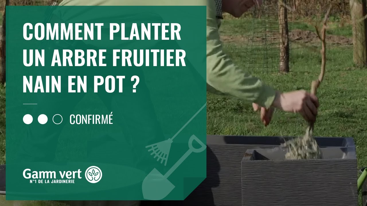 Tuto - Comment planter un arbre fruitier nain en pot ? - YouTube