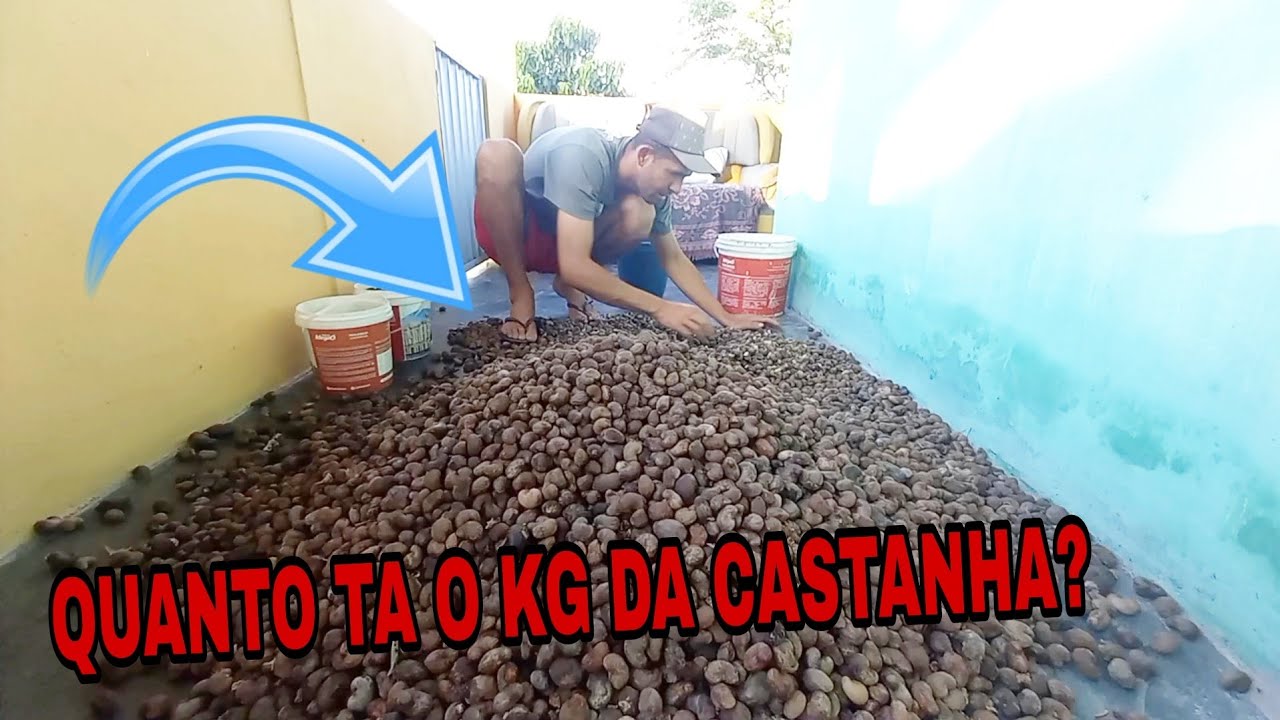 UM SACO DE CASTANHA CATADA 😋 - YouTube
