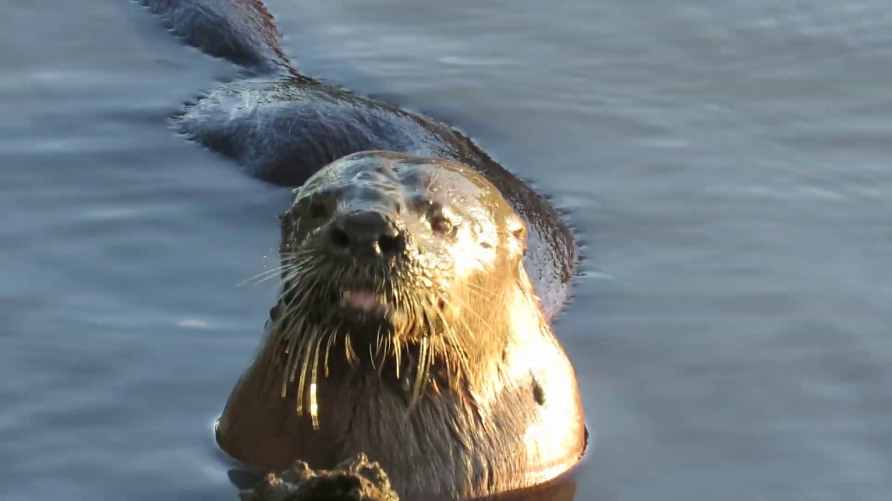 otter chew-chew-chewing fresh caught fish - YouTube