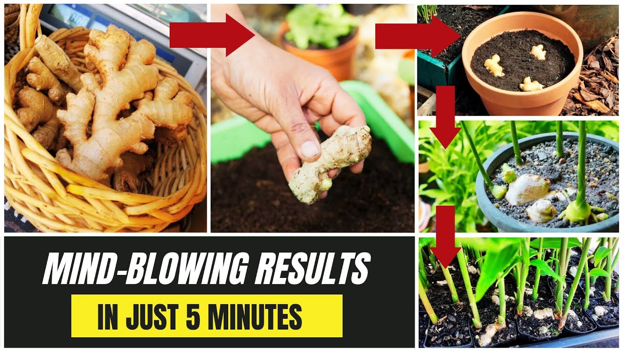 How To Grow Ginger At Home?? 5 Minutes Amazing Trick - YouTube