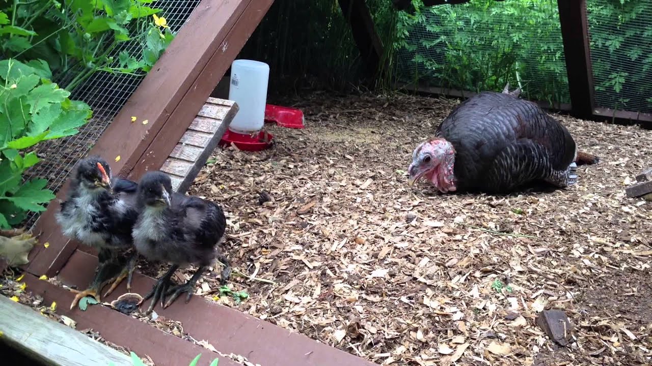 Mama Turkey and her first chicks - YouTube