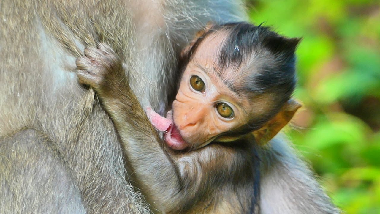ADORABLE TINY BABY LOOK SO HUNGRY FAST TO FEEDING SWEET MILK MOMMY ...