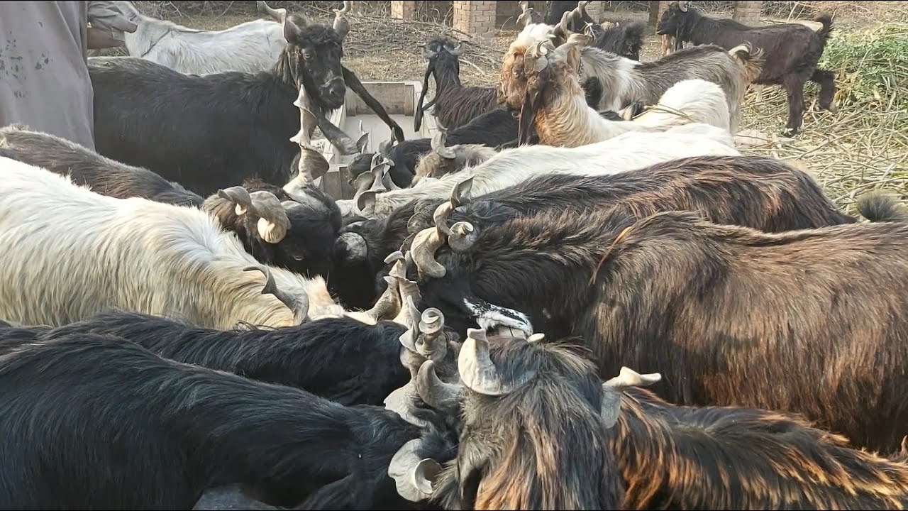 DDP BREED | Daira Din Panah Goat The Great Milk Producer Goat Breed In ...