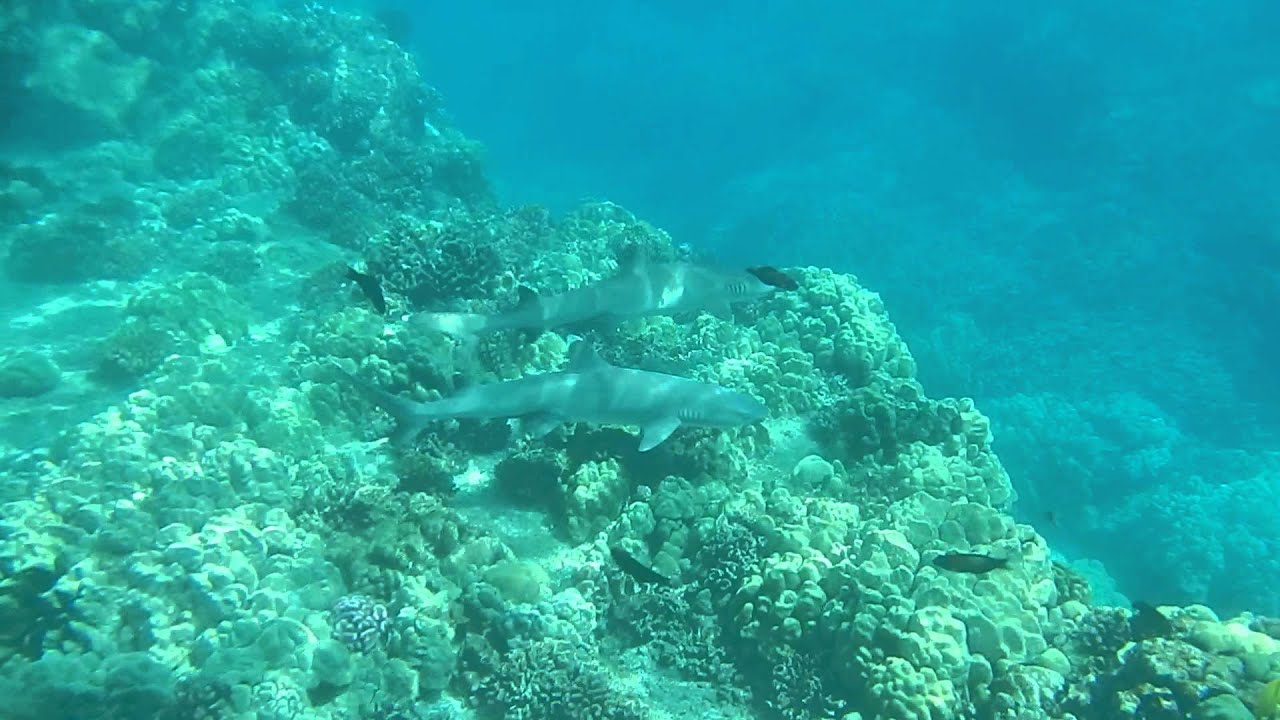 6 20 14 2 step Sharks 072 - YouTube