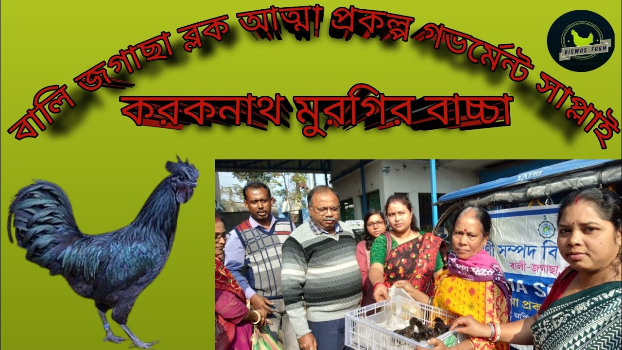Kadaknath chicks supply under Atma project of West Bengal government ...