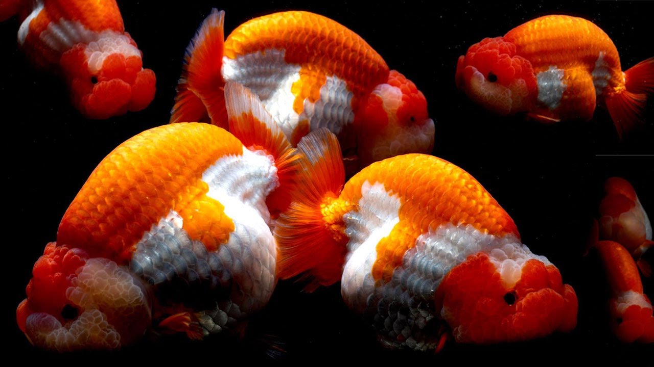 Best quality goldfish collection | Goldfish Farm - YouTube