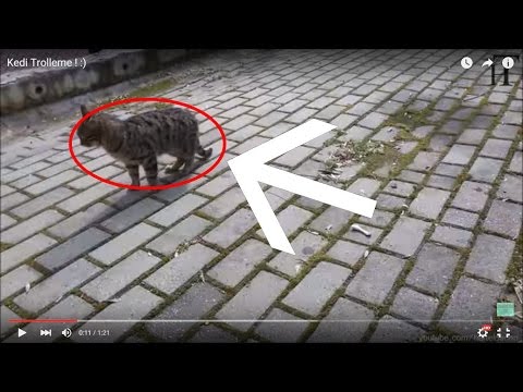 Kedi Trolleme ! :)