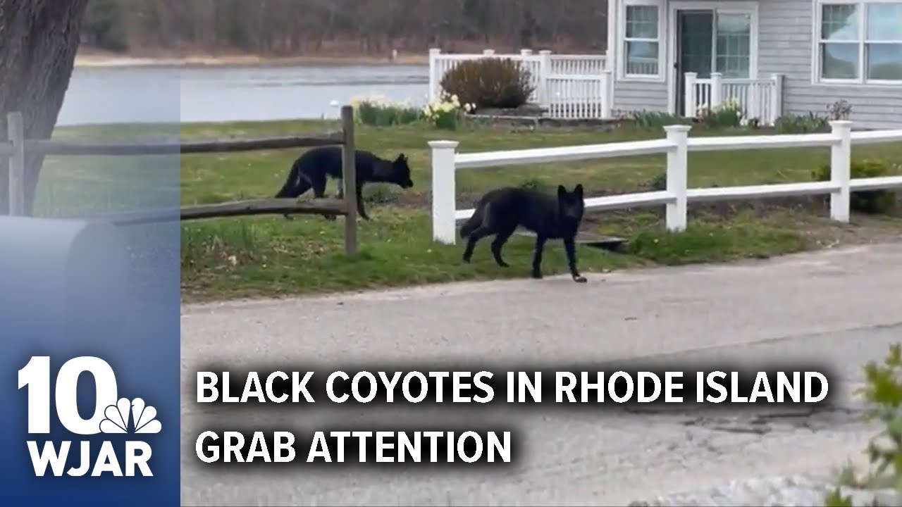 Black coyotes attract attention in Rhode Island - YouTube