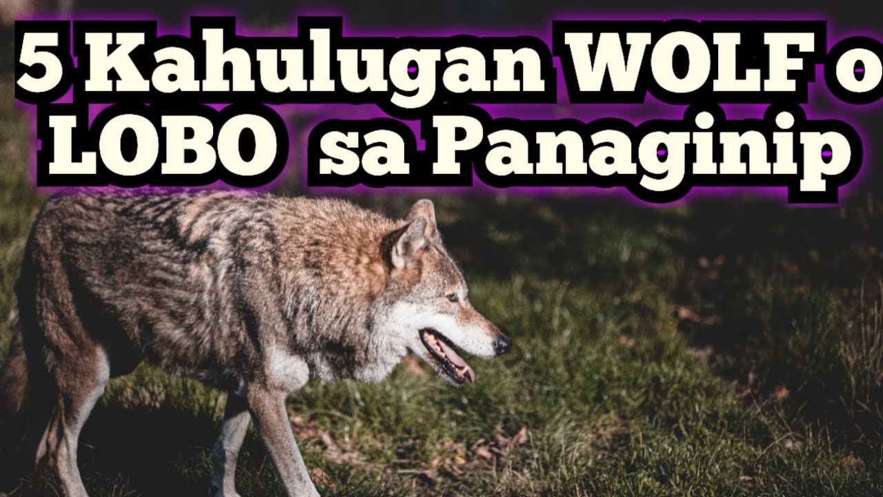 WOLF o LOBO sa Panaginip | MGA KAHULUGAN @DreamsMaster1818 - YouTube