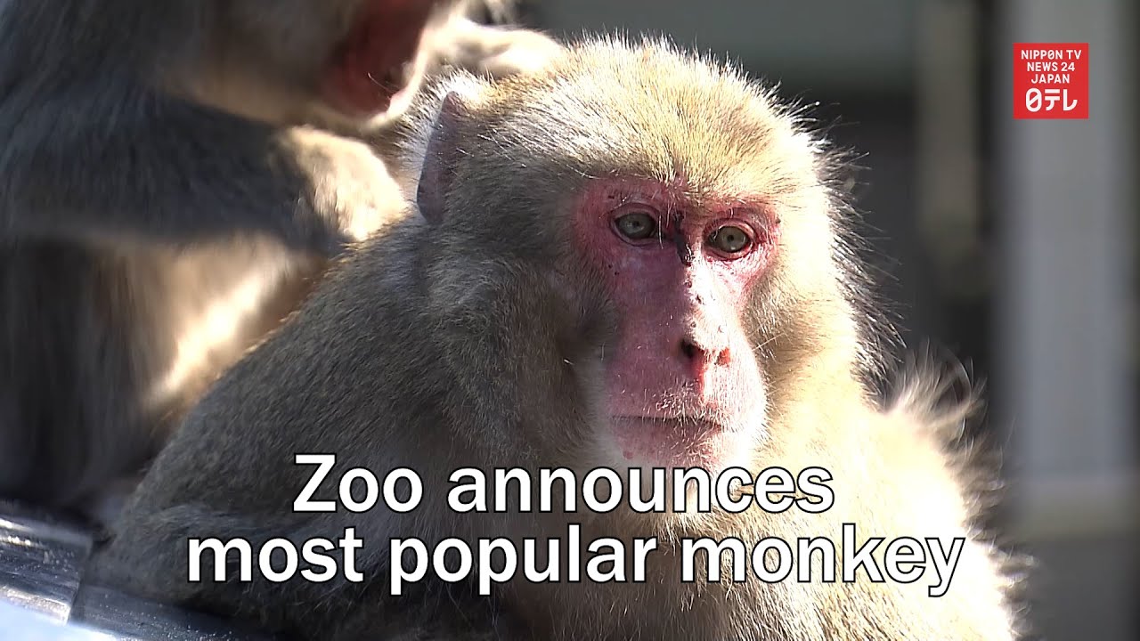 Zoo announces most popular monkey - YouTube