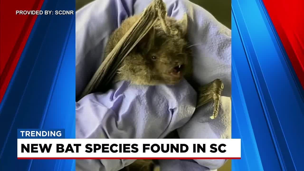 New bat species found in South Carolina - YouTube