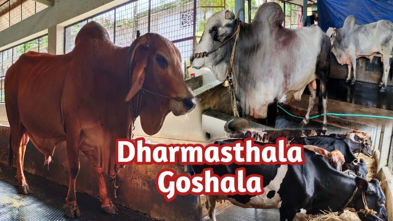 Dharmasthala Goshala // Dharmasthala Temple Goshala - YouTube