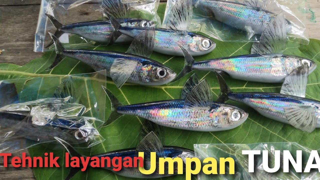 Umpan mancing tuna fersi ikan terbang tehnik layangan. #mancing # ...