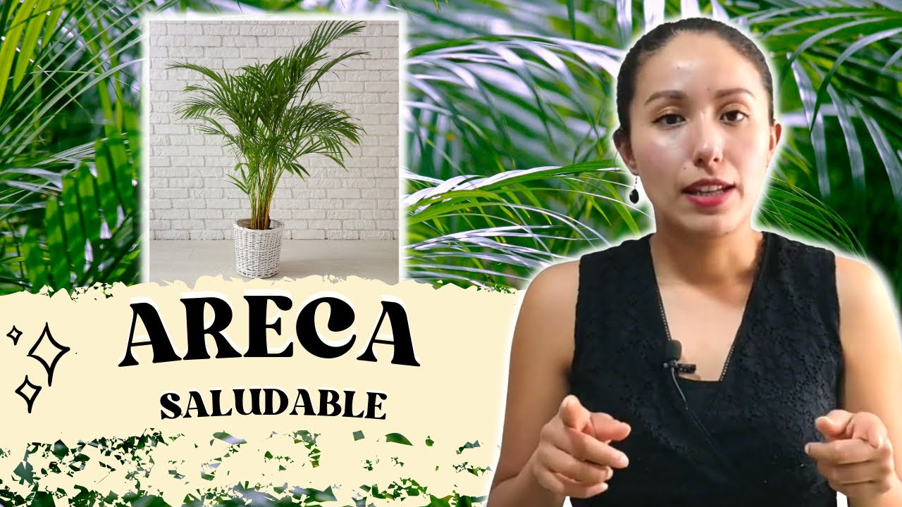 TIPS y CUIDADOS para tu PALMERA Areca - YouTube