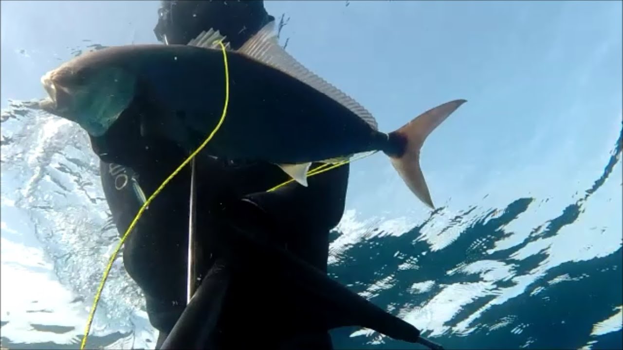 PESCA SUBMARINA a la espera....2 PEZ LIMÓN, SERVIOLA, AMBERJACK o ...