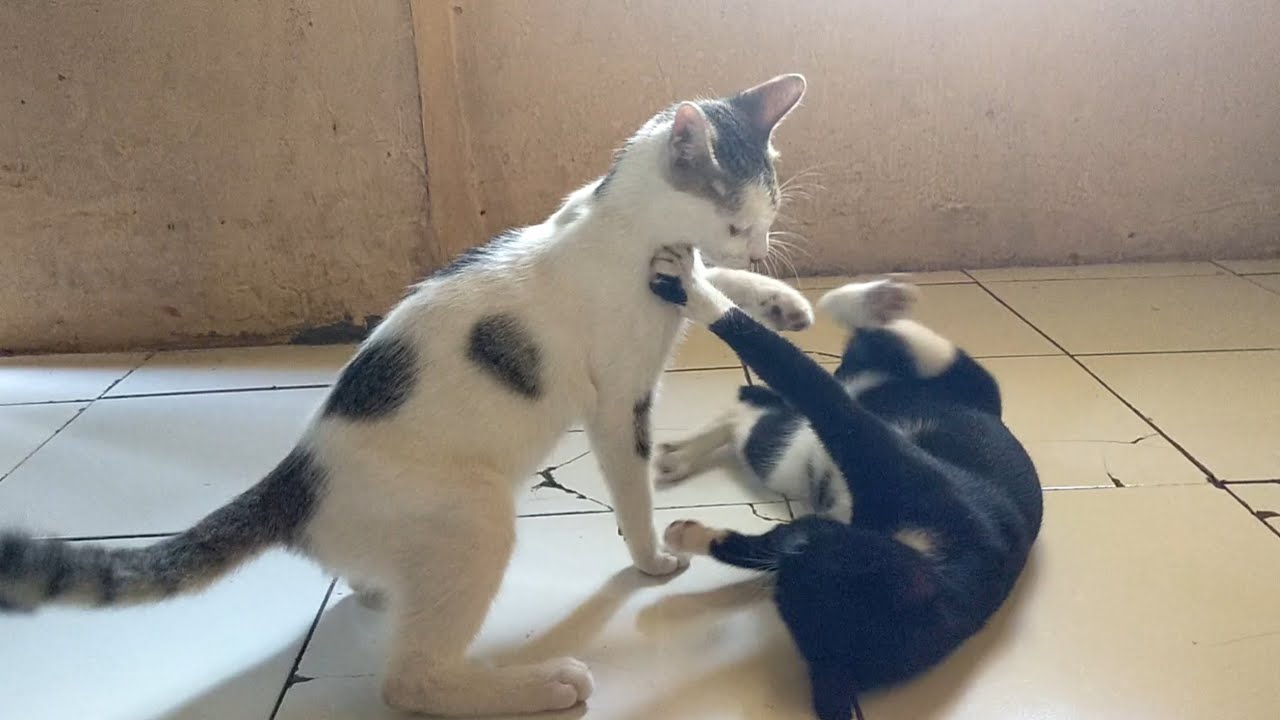 APA YANG KALIAN LAKUKAN JIKA 2 ANAK KUCING BERKELAHI? - YouTube