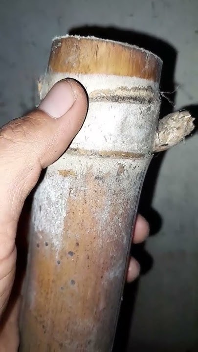 bambu unik 2 ros & 3 ros #bambuunik #tumpangsari #triroso #trimurti - YouTube