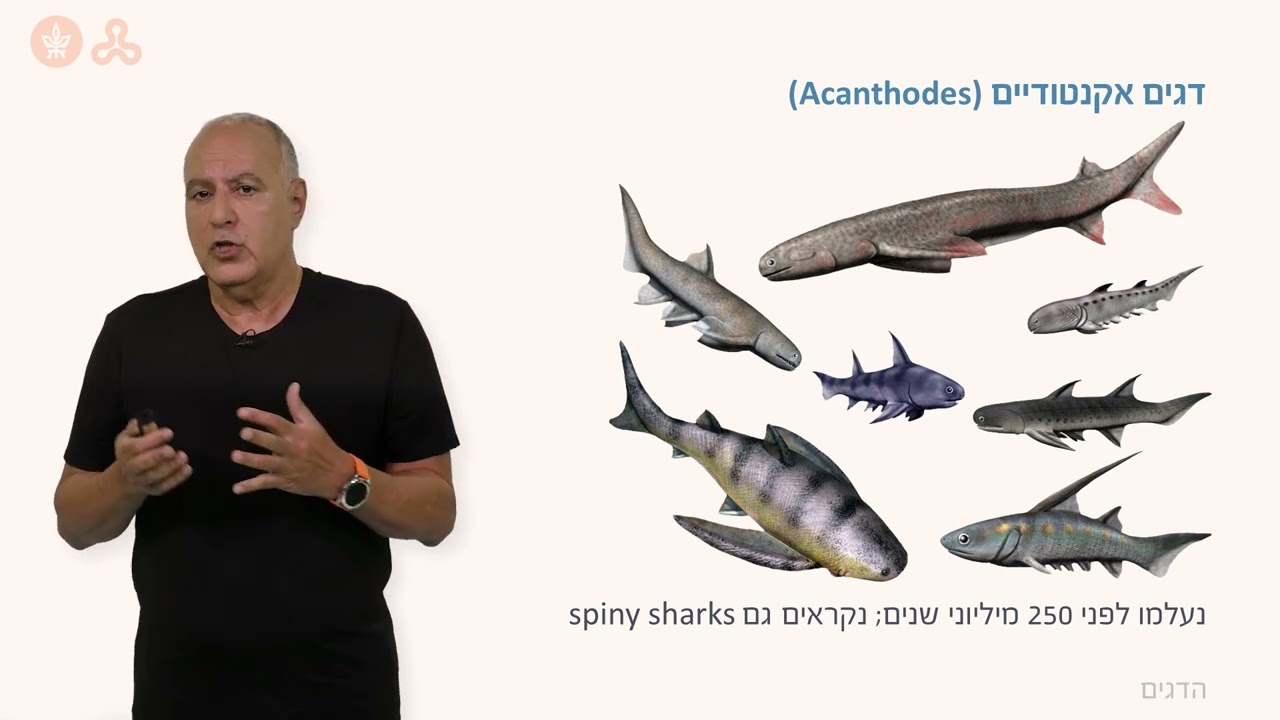 Acanthodii-דגים - האקנתודי - YouTube