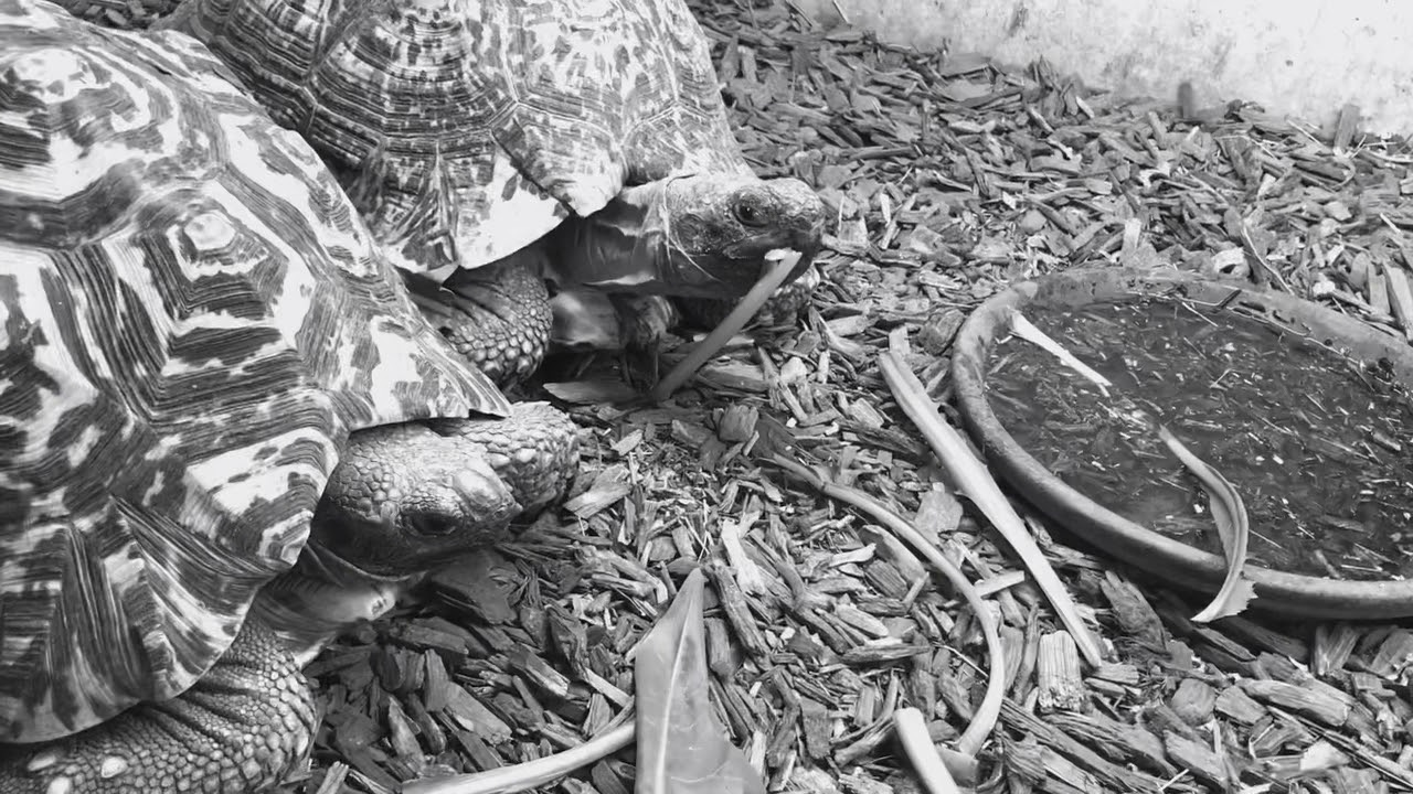 save the turtles ad project - YouTube