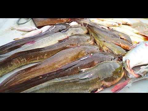 MANCING SEMBILANG DAN TERJUMPA ABG SAZALI ADAM BAHAR