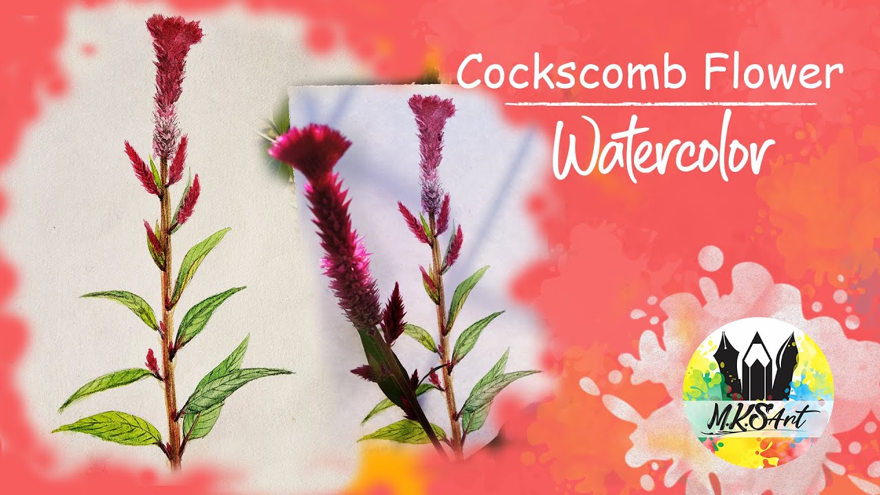 How to draw Cockscomb Flower - Watercolor - YouTube