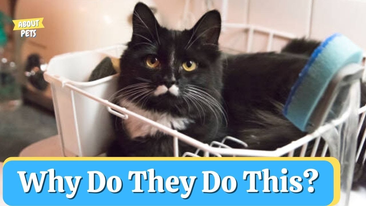 Feline Fascination: Exploring 10 Unusual Cat Behaviors 🐱 - YouTube