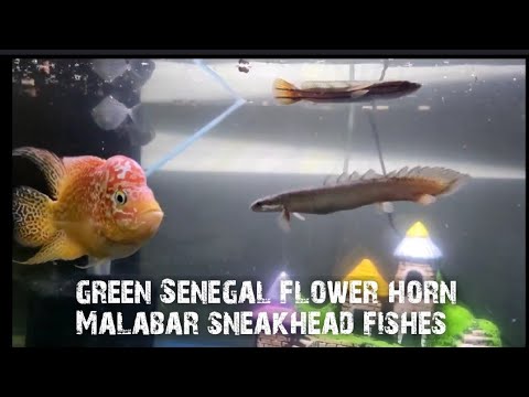 green Senegal fish | flowerhorn fish 🐠 - YouTube