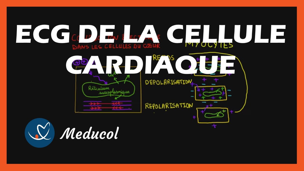 Cellule cardiaque: schéma ECG normal et potentiel de membrane - YouTube