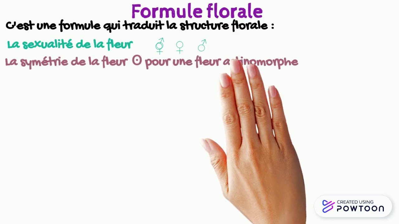 Angiospermes 4 "Formule Florale" - YouTube
