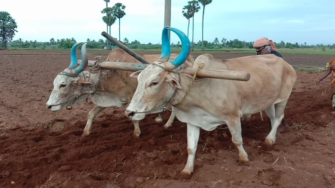 Bullock # Bullock plowing in Red Soil #Loading Videos # - YouTube