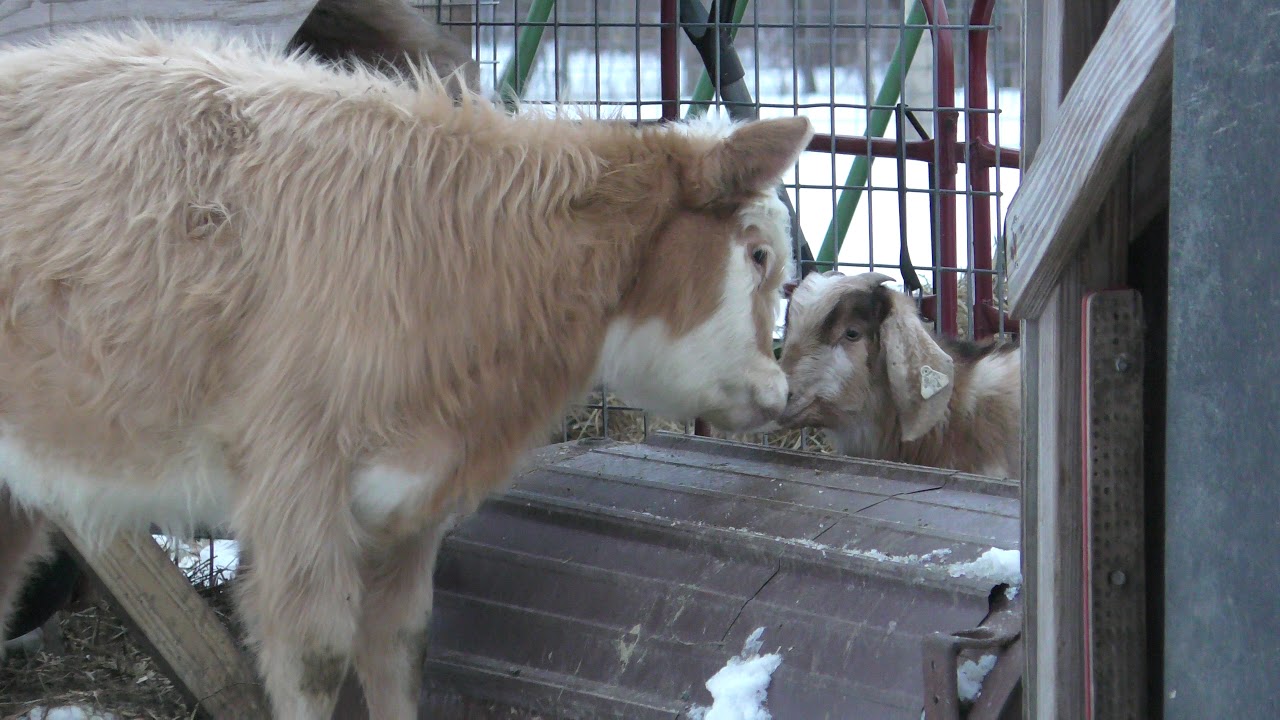 Battle Goat - YouTube