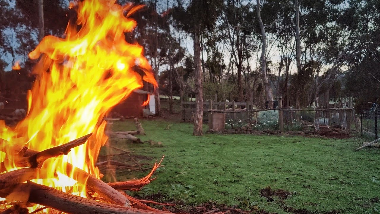 COMING INTO BEING: a new smallholding garden set in the Australian bush ...