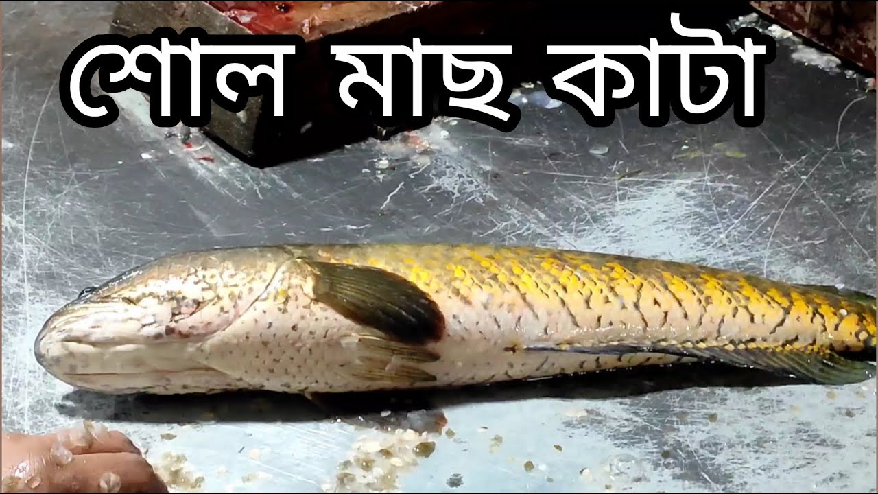 amazing shol fish cutting skills live fish market - YouTube