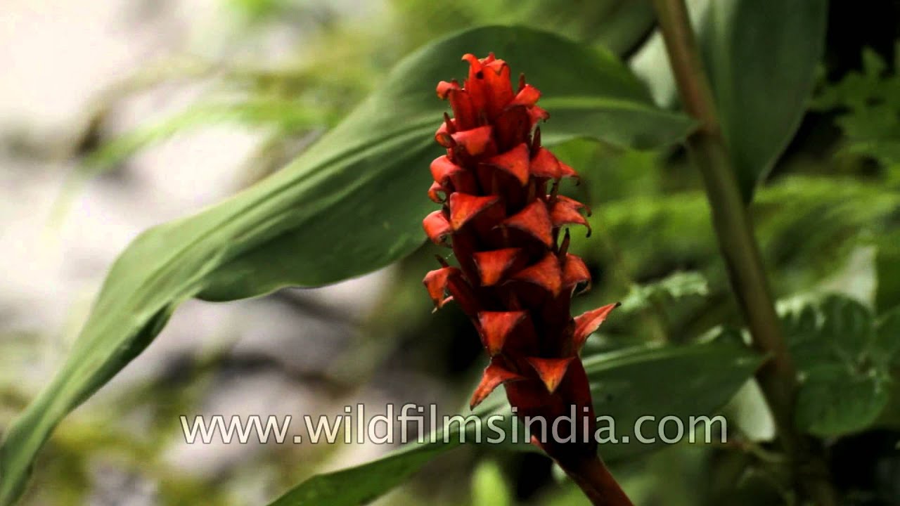 Wild ginger (Zingiber capitatum) flower in Kas Plateau - YouTube