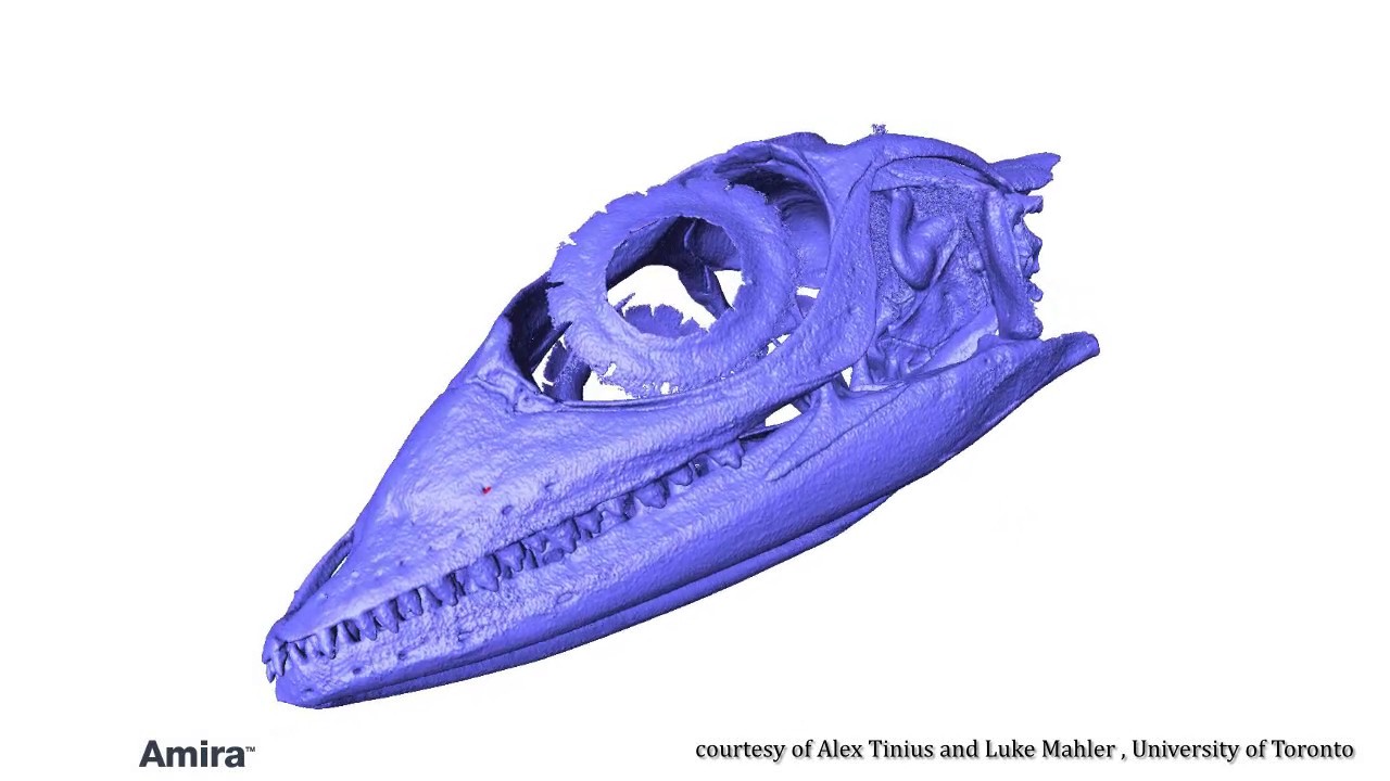 Anolis baleatus: 3D rendering of the cranium, 55 mm SVL - YouTube