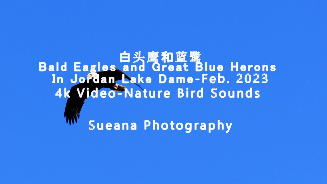 白头鹰和蓝鹭 Bald Eagles and Great Blue Herons in Jordan Lake Dam/Feb. 2023 ...