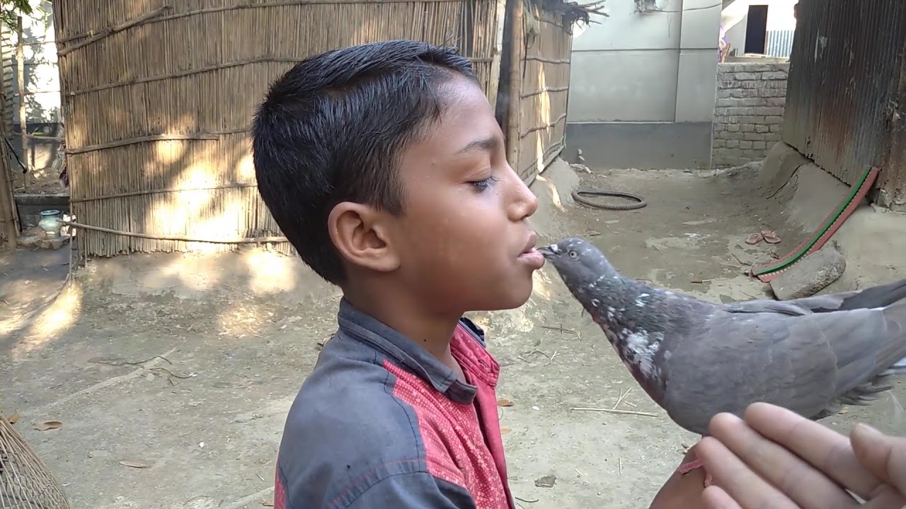 Man with pigeon love - YouTube