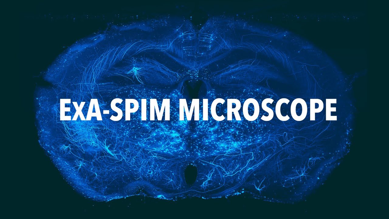 ‘ExA-SPIM’ microscope borrows from electronics industry to image ...