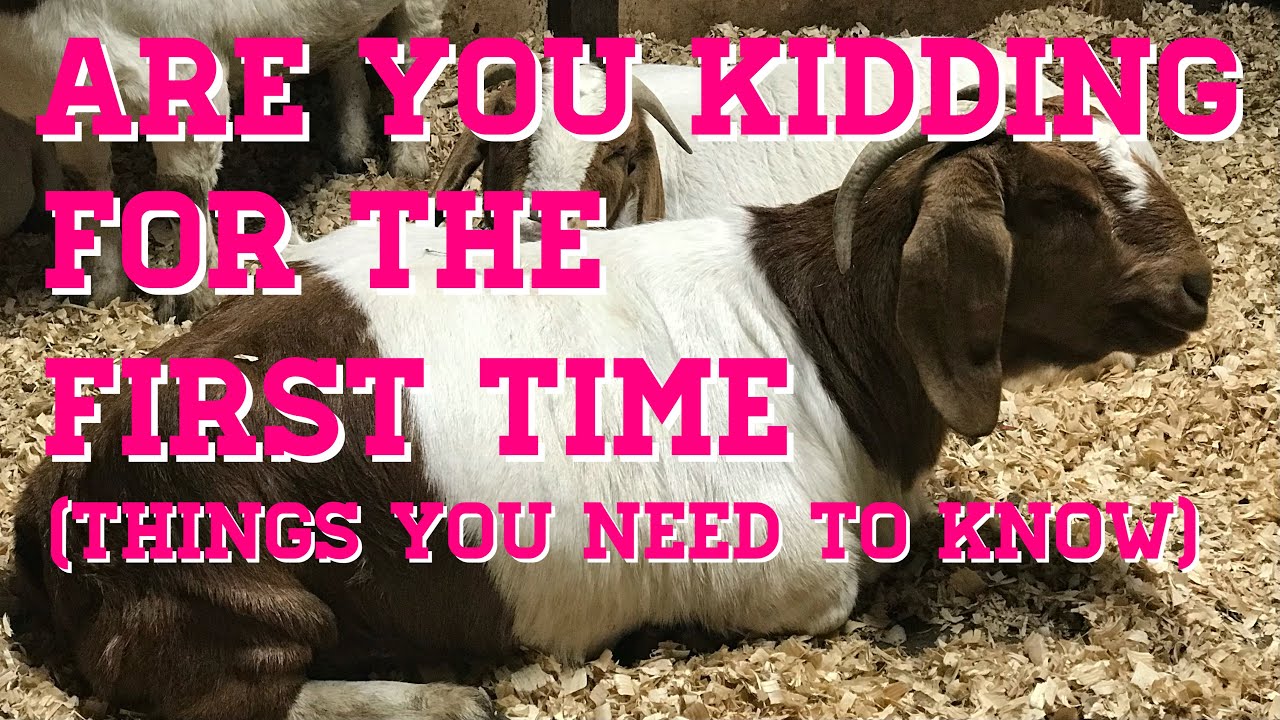 Things To Know When Kidding Goats Out For The First Time. (boer Goats ...