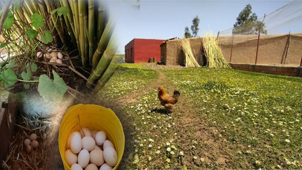 تربية دجاج البلدي جمع البيض البلدي وسلالات حصيلة ممتاز من البيض اجواء ...