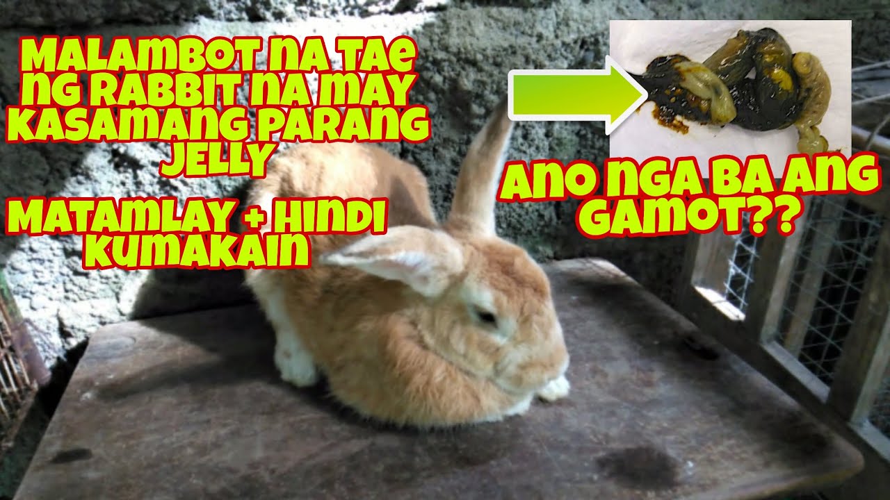 RABBIT FARMING | PAGTATAE NG ATING RABBIT NA MAY KASAMANG PARANG JELLY ...
