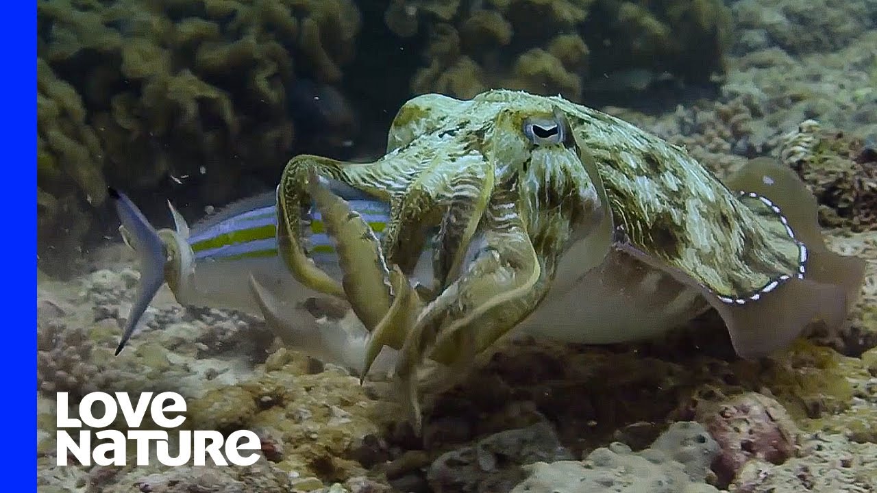 Cuttlefish Waits for the Perfect Moment to Fire out Its Tentacles at ...